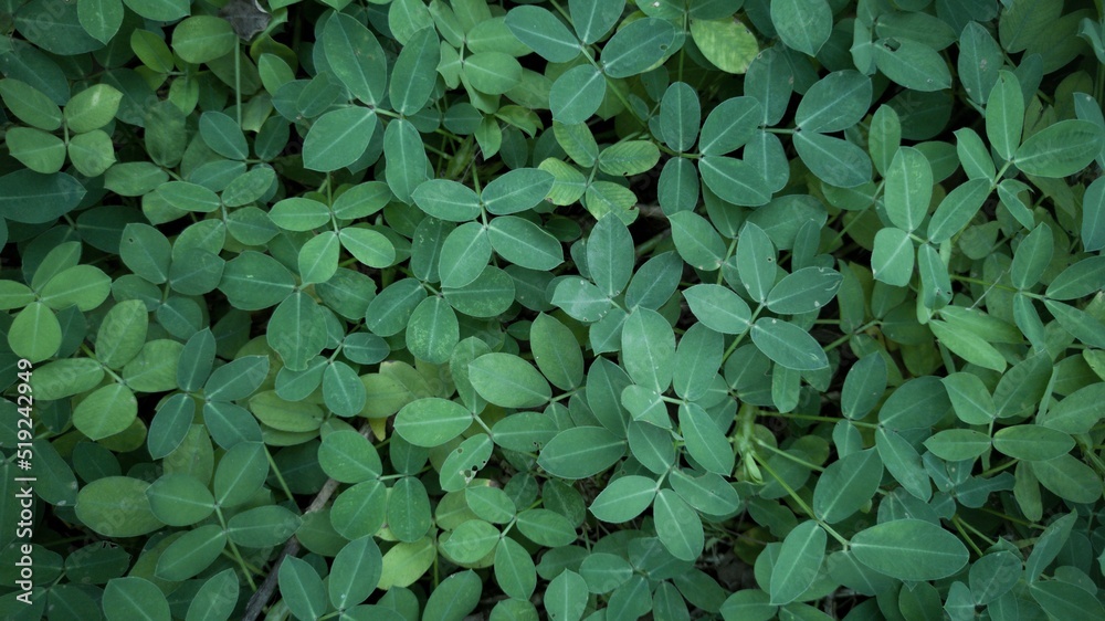 Arachis repens is a species in the family Fabaceae native to Brazil ...