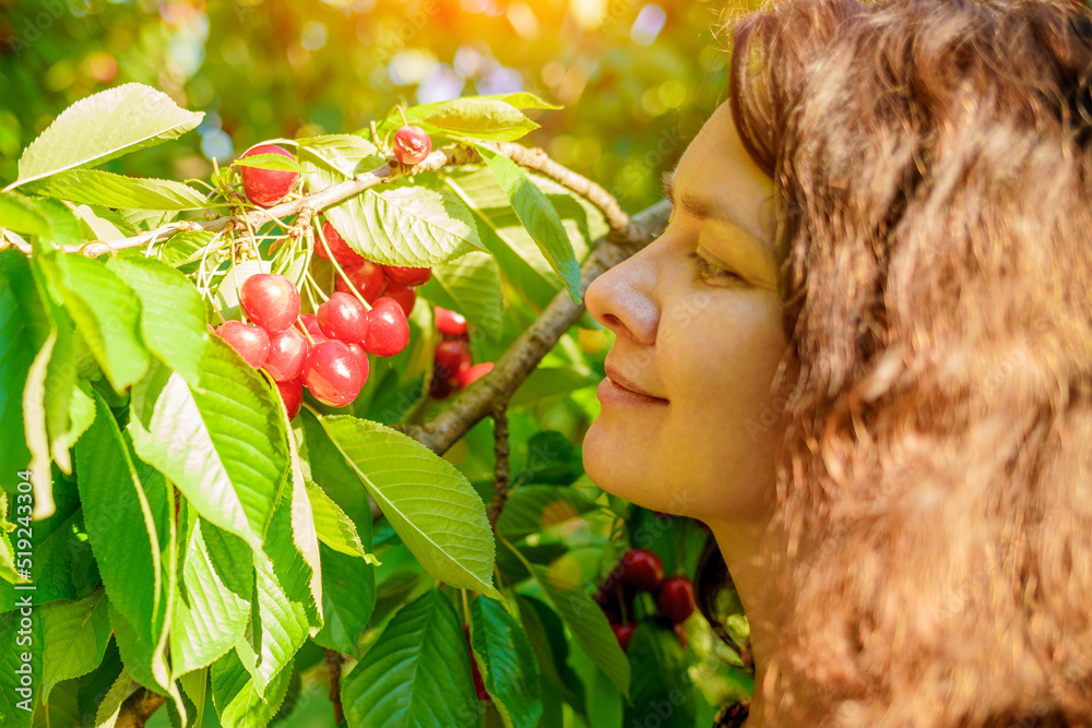 Delicious fresh juicy cherries. Harvesting in the cherry orchard. A ...