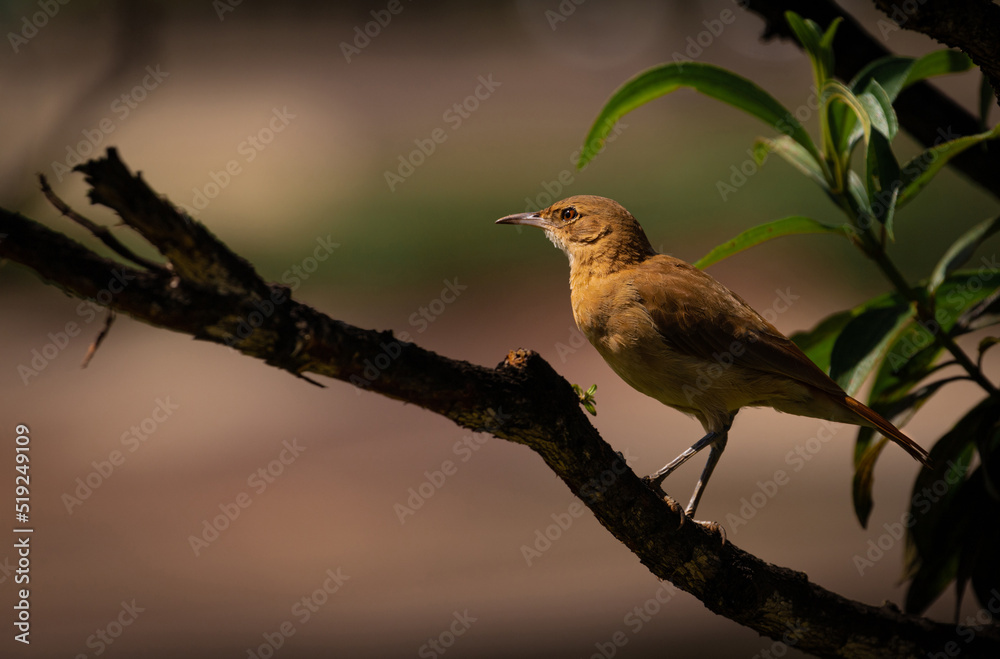 Peaceful bird portrait at golden hour. Red ovenbird also known as ...