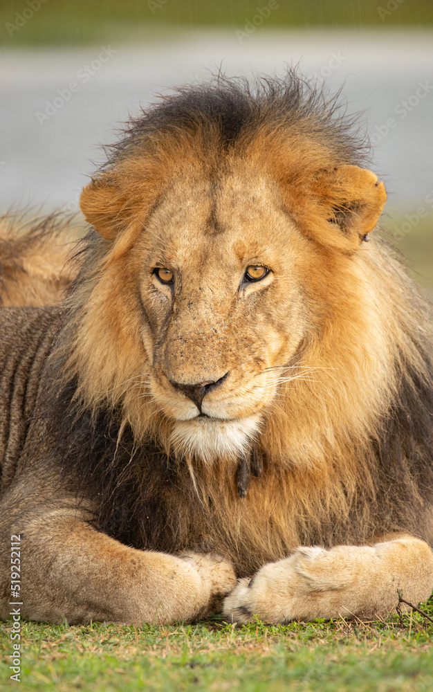 Lions Roaming the Plains of Tanzania Stock Photo | Adobe Stock
