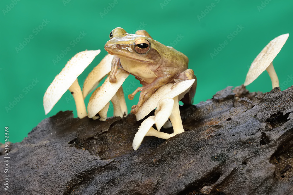A common tree frog resting on a rotting tree trunk overgrown with ...