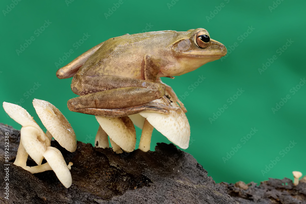 A common tree frog resting on a rotting tree trunk overgrown with ...