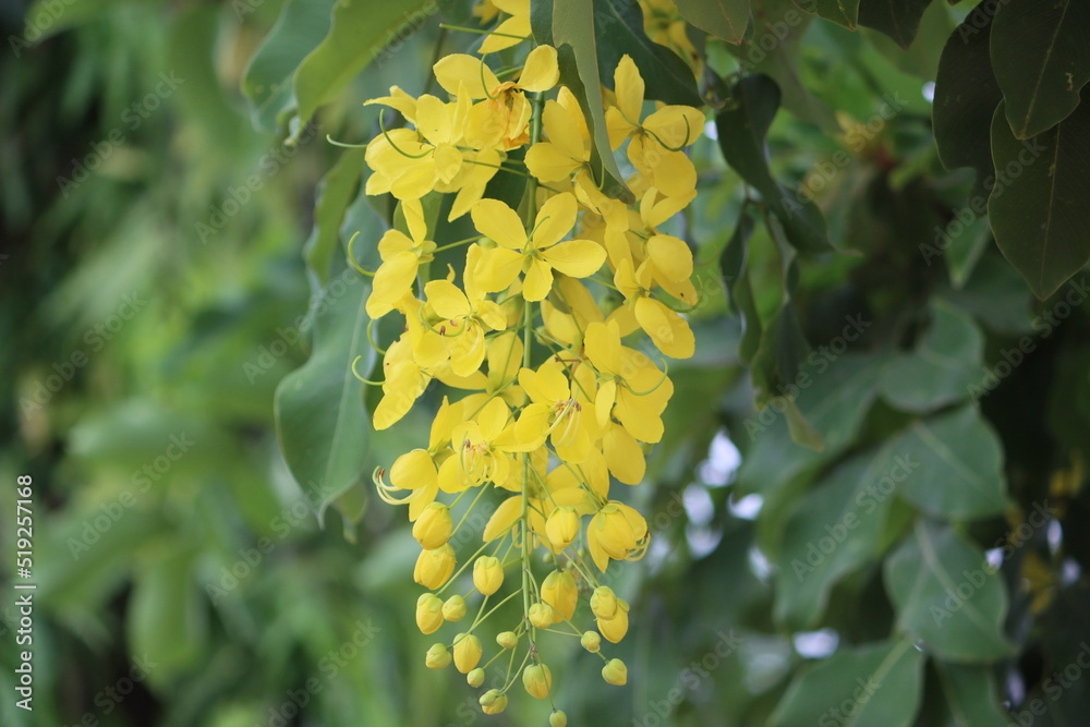 Cambodia. Cassia fistula, commonly known as golden shower, purging cassia, Indian laburnum, or ...