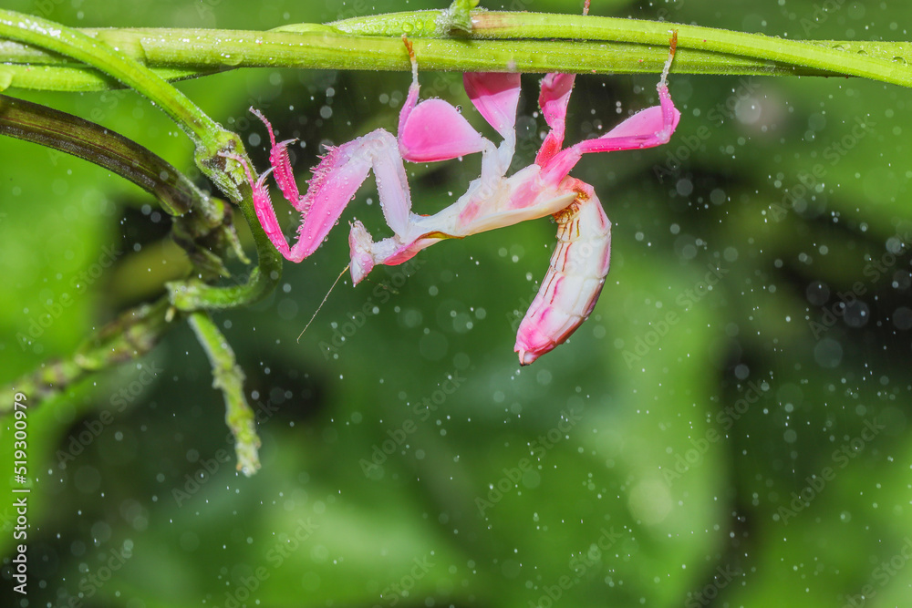 Foto de Orchid mantis preying, Pink orchid mantis, Hymenopus coronatus ...