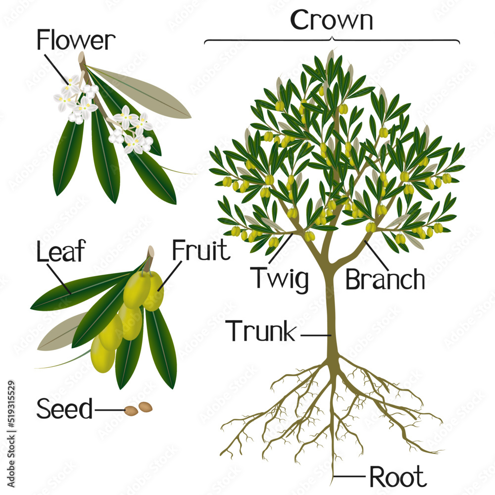 Parts of a olive tree isolated on a white background. Stock Vector ...