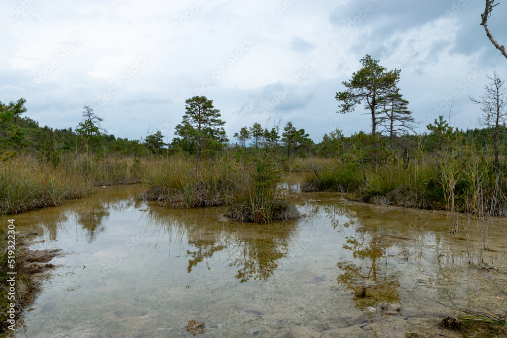 Sulfur Pond, which are water llamas formed on the periphery of a moss ...