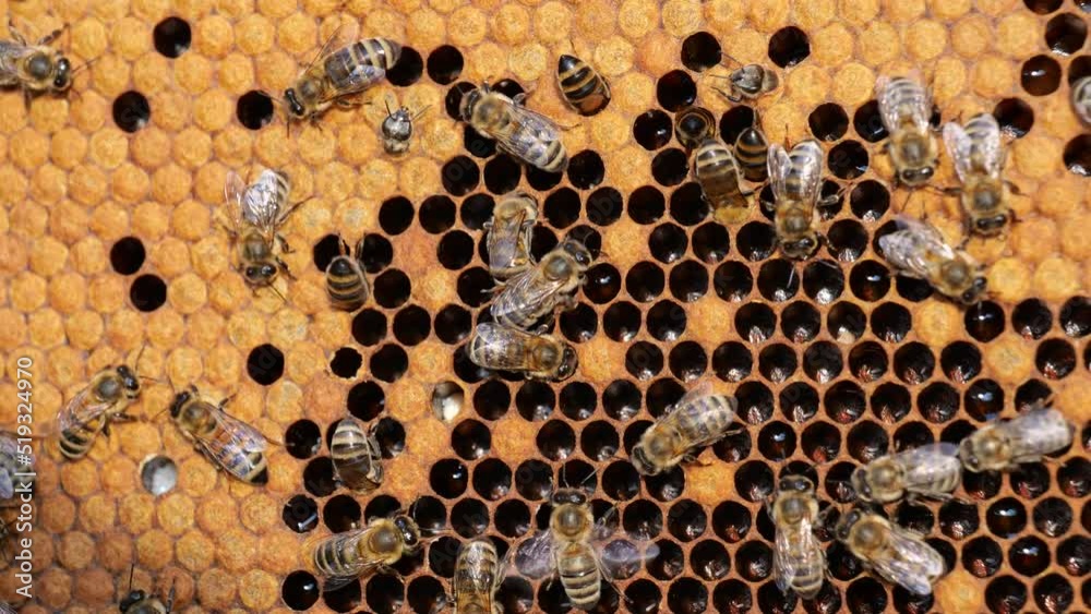 Honey bees working on brood frame with capped cells and larvae in open ...
