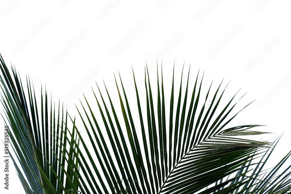 Tropical coconut leaves on white isolated background for green foliage ...