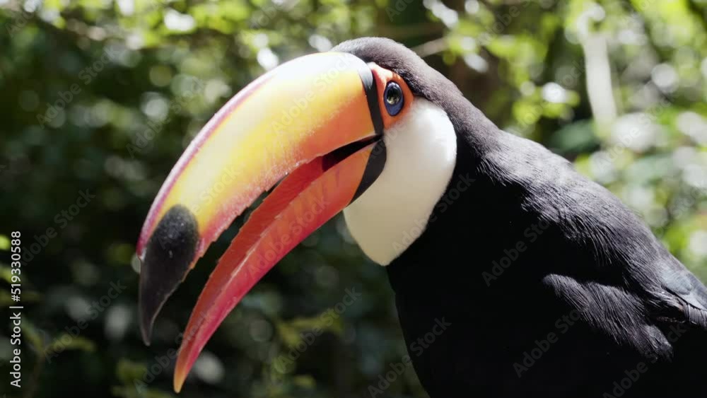 Close up shot of exotic toucan bird in natural setting near Iguazu ...