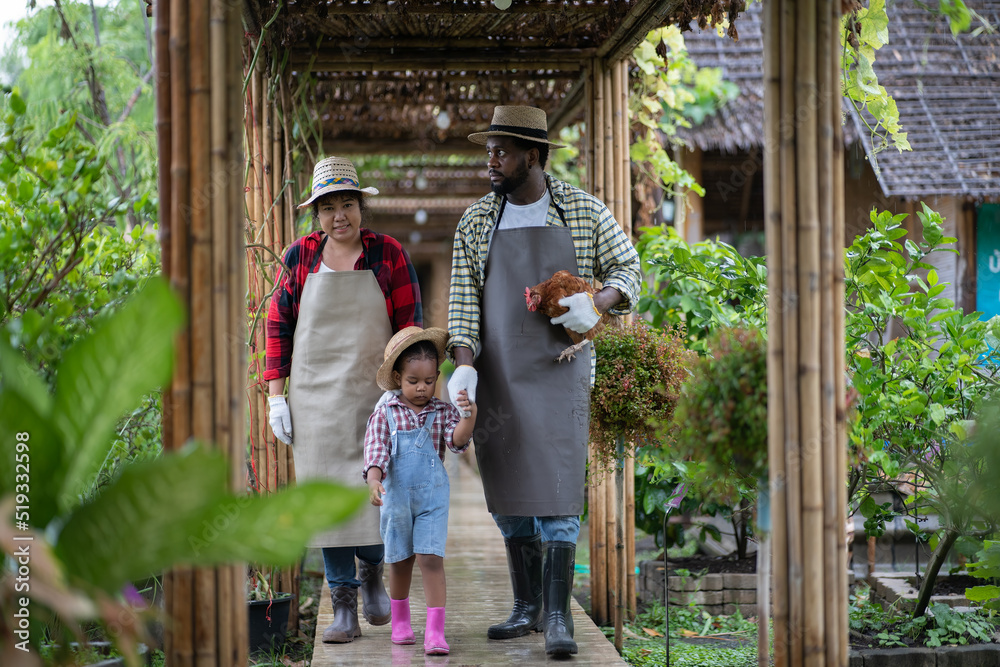 Family husband one hand hold a hen and wife hold baby hand walk along ...
