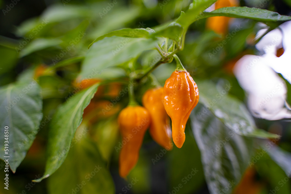 7 Pot Chaguanas Yellow hot chili pepper. Ripe orange and yellow peppers ...