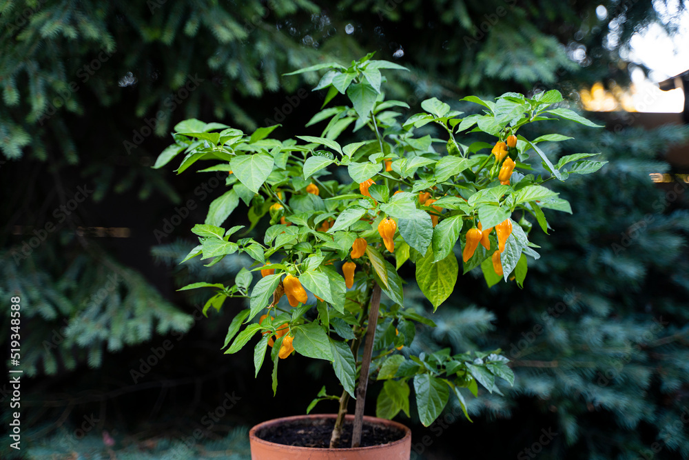 7 Pot Chaguanas Yellow hot chili pepper. Ripe orange and yellow peppers ...