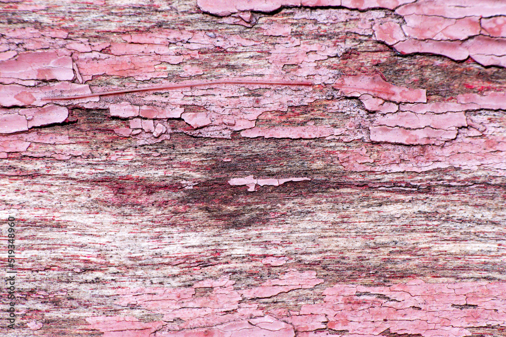 Wood texture. Background old panels. Close-up pink bark of a tree with ...