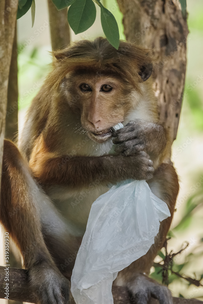 Plastic pollution in the jungle, environmental problem. Monkey eating ...