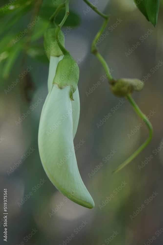 Vegetable hummingbird (Also called Sesbania grandiflora, hummingbird ...