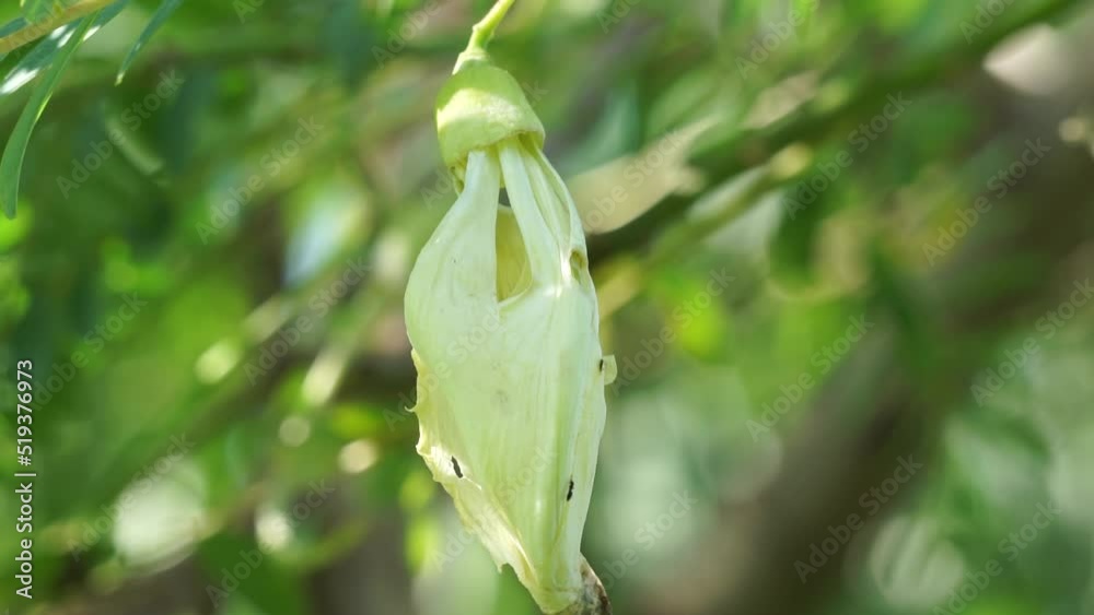 Vegetable hummingbird (Also called Sesbania grandiflora, hummingbird ...