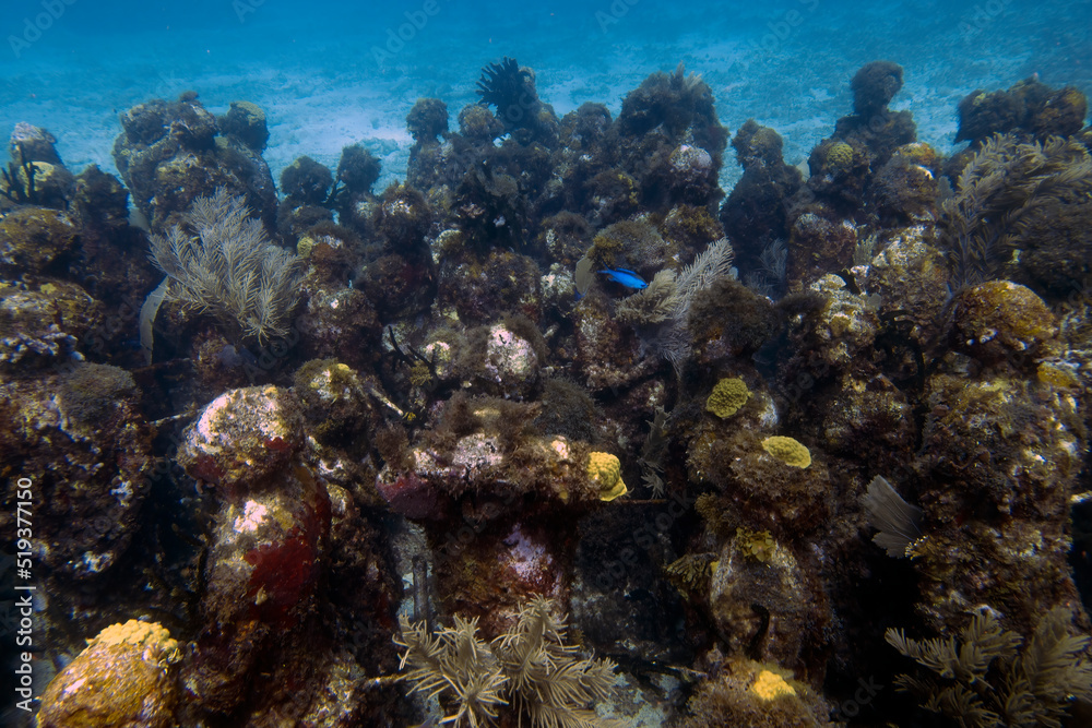 MUSA - The Museum of Underwater Art in Isla Mujeres near Cancun in ...