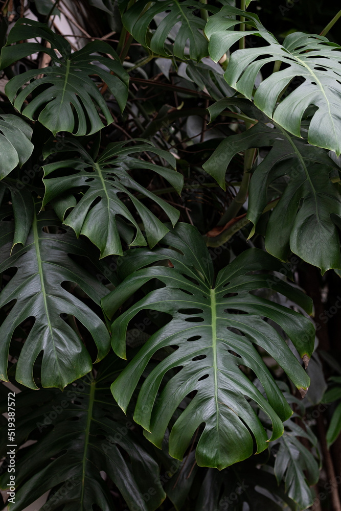 Large, green, juicy leaves of a large, herbaceous plant. A large ...