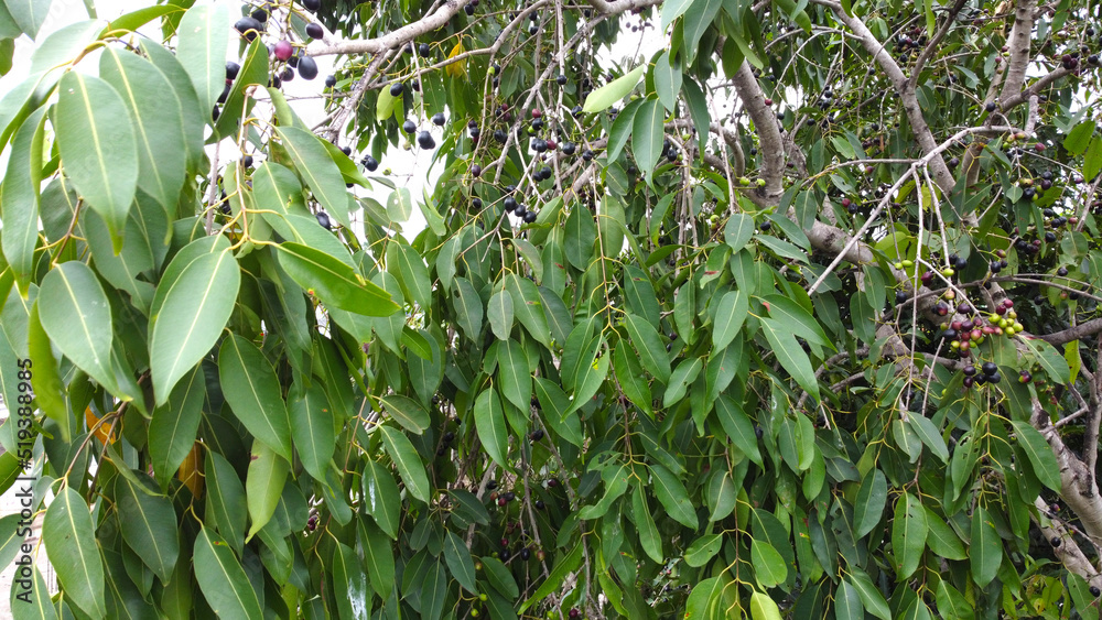 Aerial view of Java Plum Fruits, Indian blackberry, Jamun, Jambul ...