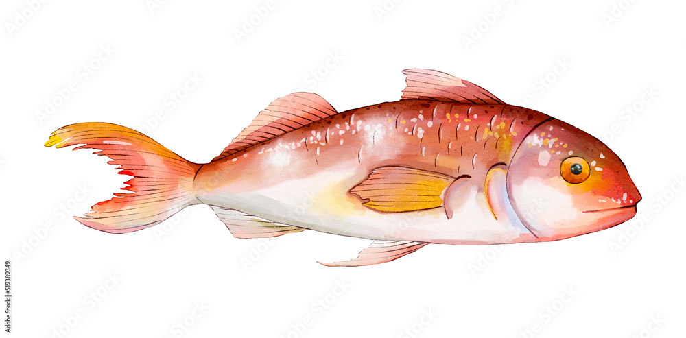 Red snapper fish watercolor seafood illustration isolated on white ...