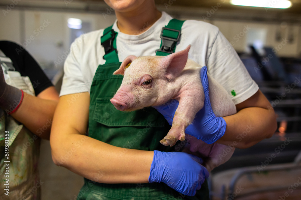 Foto de Worker holding a pink small pig on a industrial farm do Stock ...