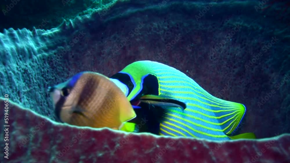 Emperor angelfish (Pomacanthus imperator) being cleaned by wrasses ...