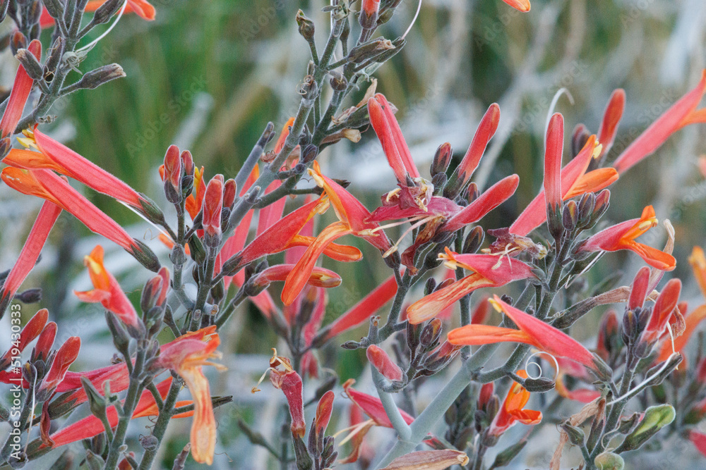 Red flowering polydeterminate dichasiate thyrse inflorescences of ...