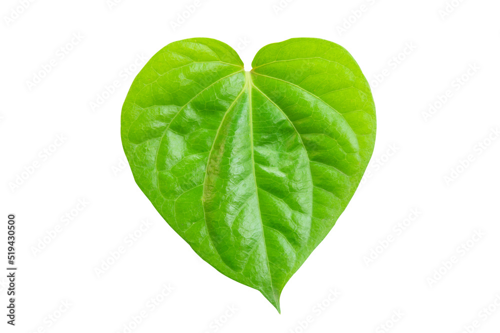 Betel leaf isolated on white background with clipping path. Stock Photo ...