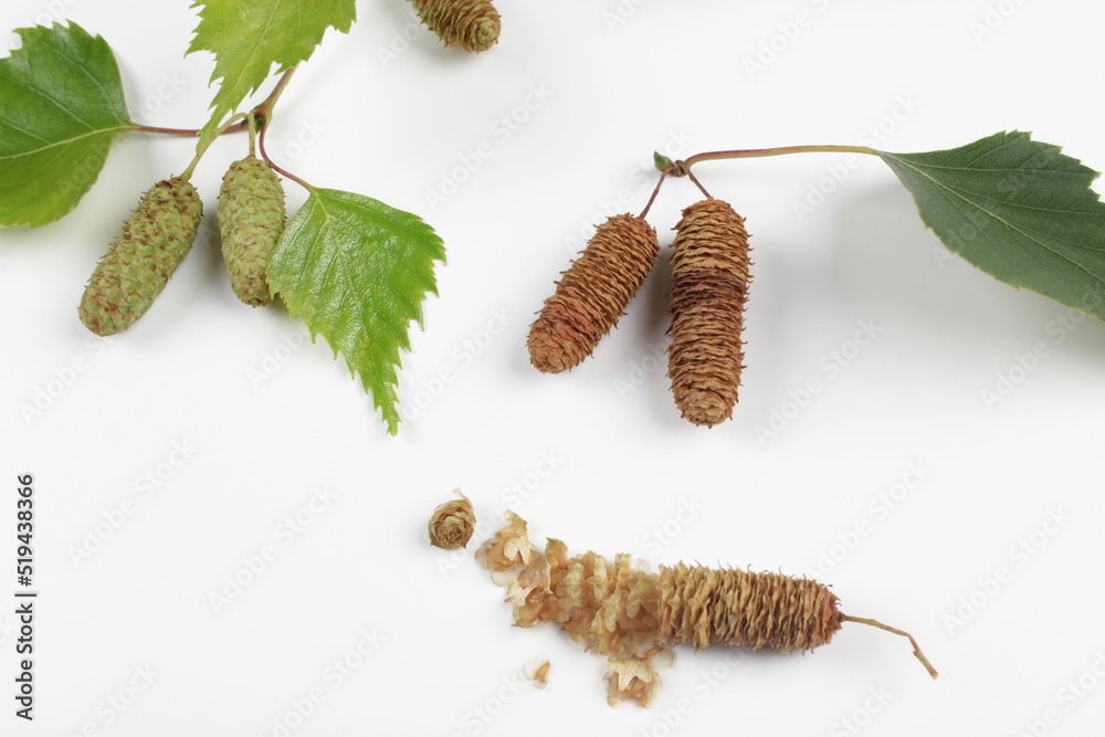 Birch Seed Pods Hi-res Stock Photography And Images Alamy