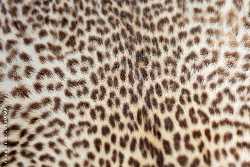 Detail of spotted leopard skin Stock Photo | Adobe Stock