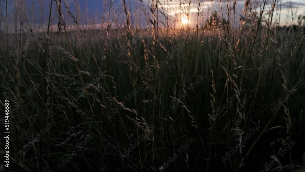 dry festuca pratensis field, the meadow fescue grass in field at summer ...