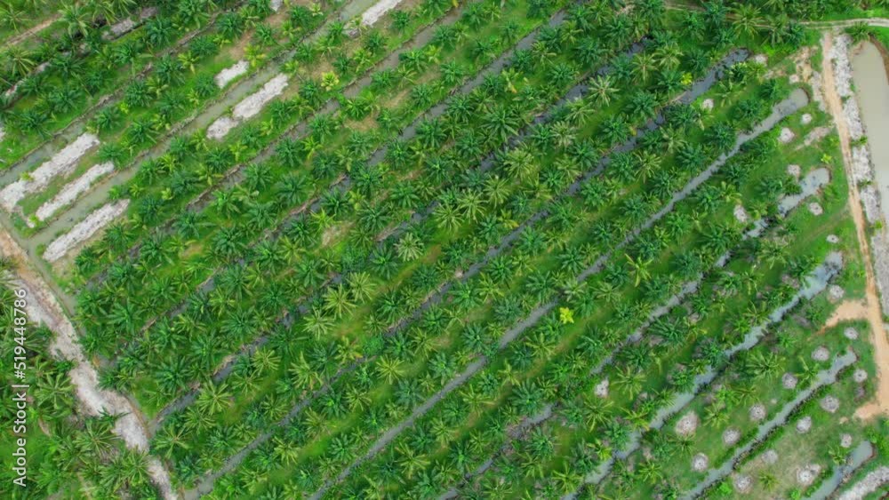 Drone fly over beautiful coconut plantations. tropical aerial birds-eye ...