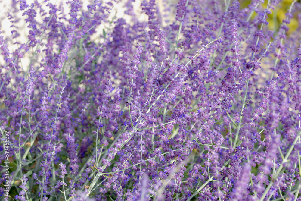 Selective focus blue spire flowers in the garden with sunlight, Salvia ...