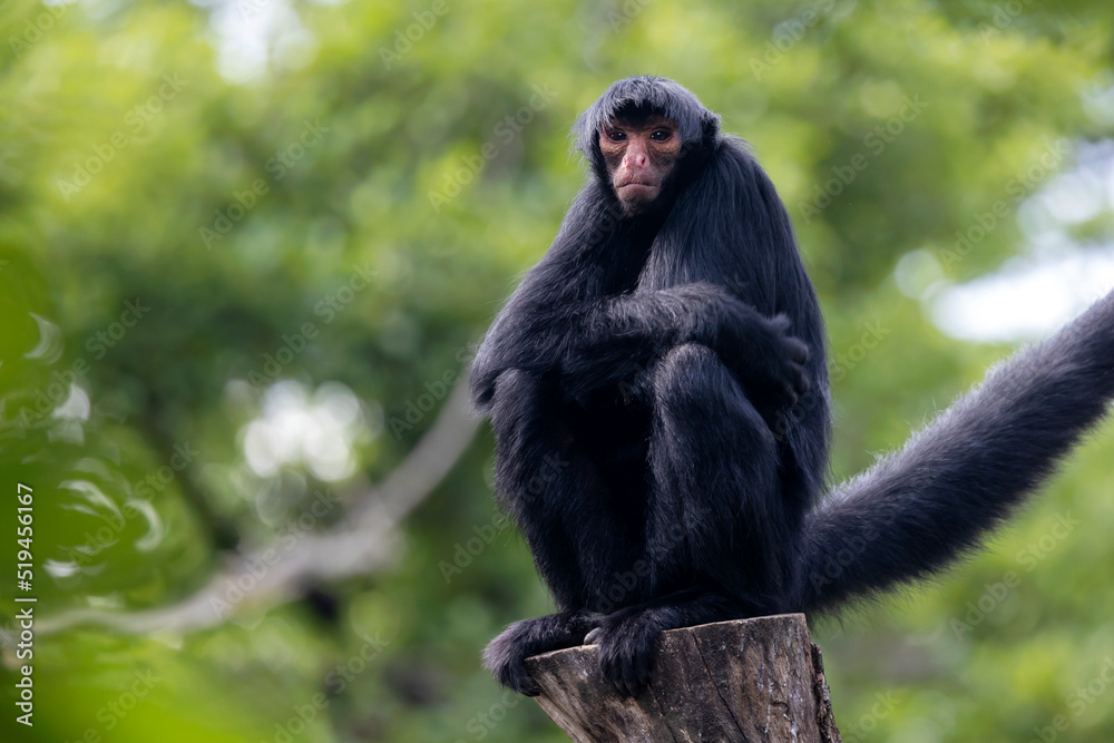 red-faced spider monkey (Ateles paniscus) also known as the Guiana ...