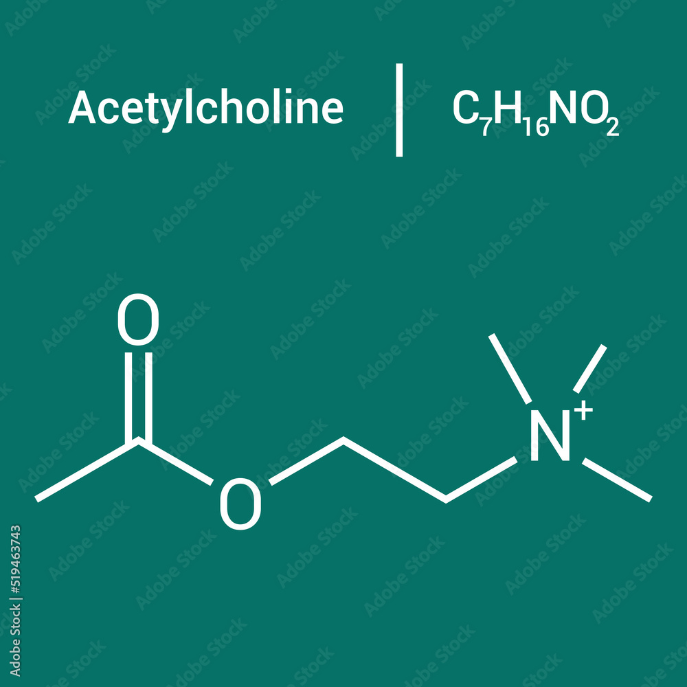 chemical structure of Acetylcholine (C7H16NO2) Stock Vector | Adobe Stock