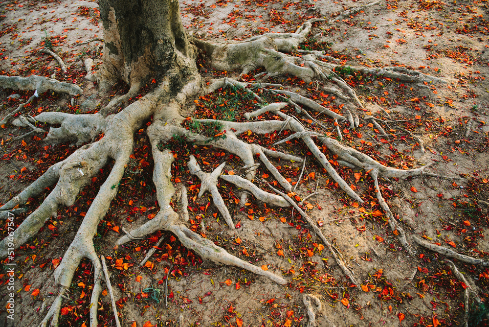 Royal Poinciana Flamboyant Tree Roots Stock Photo | Adobe Stock