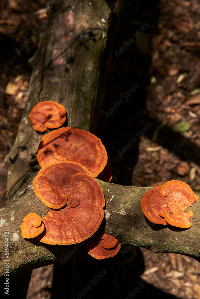 Pycnoporus sanguineus, known as shelf fungus, on the trunk of a fallen ...