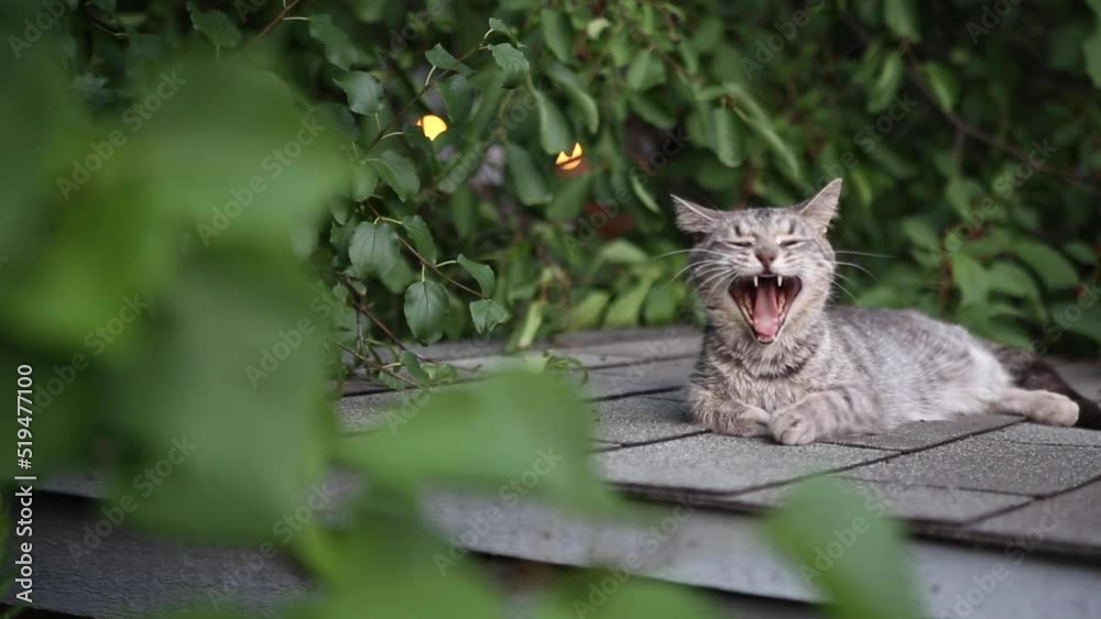 Cat chilling out at brick house with green garden vídeo do Stock ...