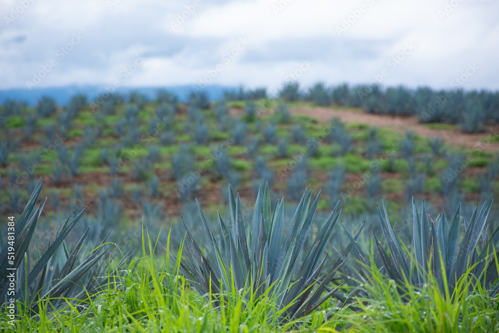 Agave plant for tequila production In the countryside Stock Photo ...
