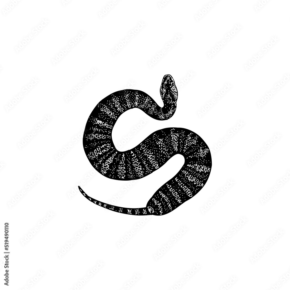 Death Adder hand drawing vector illustration isolated on background ...