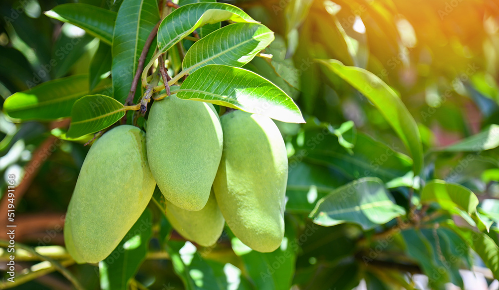 Mango hanging on the mango tree with leaf background in summer fruit ...