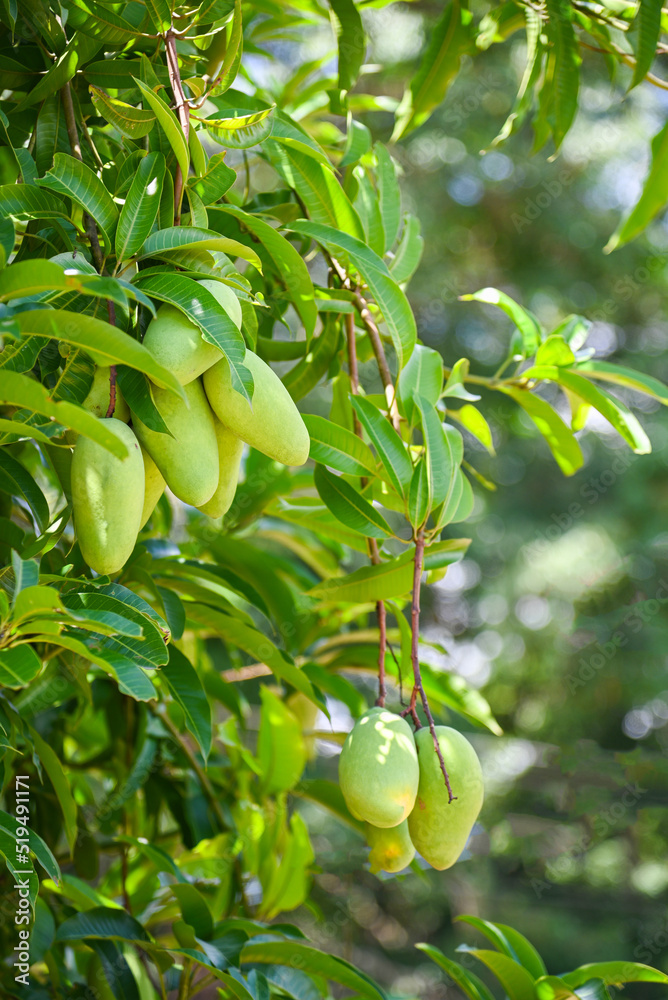 Mango hanging on the mango tree with leaf background in summer fruit ...