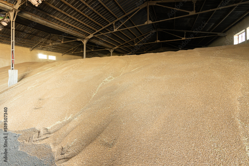 Large warehouse for grain storage. Pile of heaps of wheat grains at ...