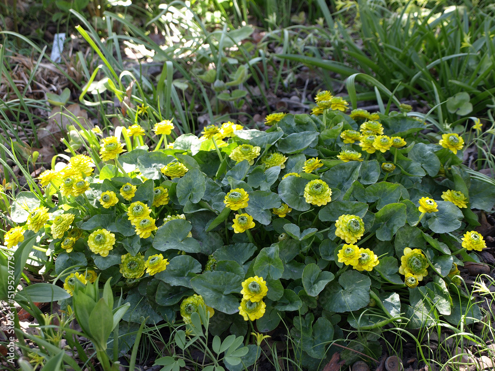 Names Of Yellow Spring Flowers