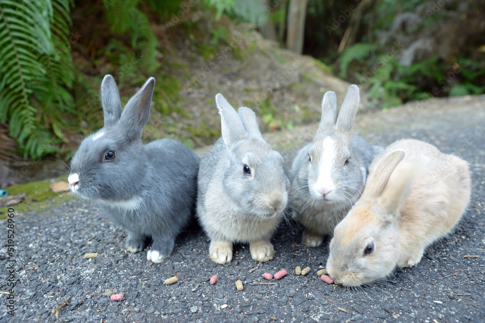 Cute wild rabbits at Okunoshima island in Takehara city, Hiroshima ...