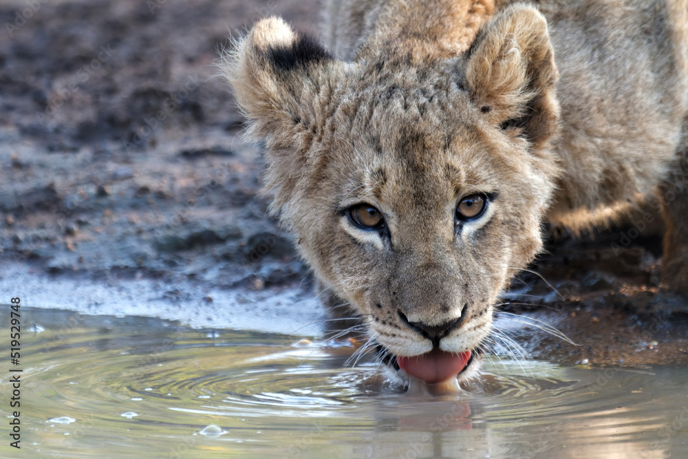 Lion cub drinking water in the bush of a Game Reserve in the Greater ...