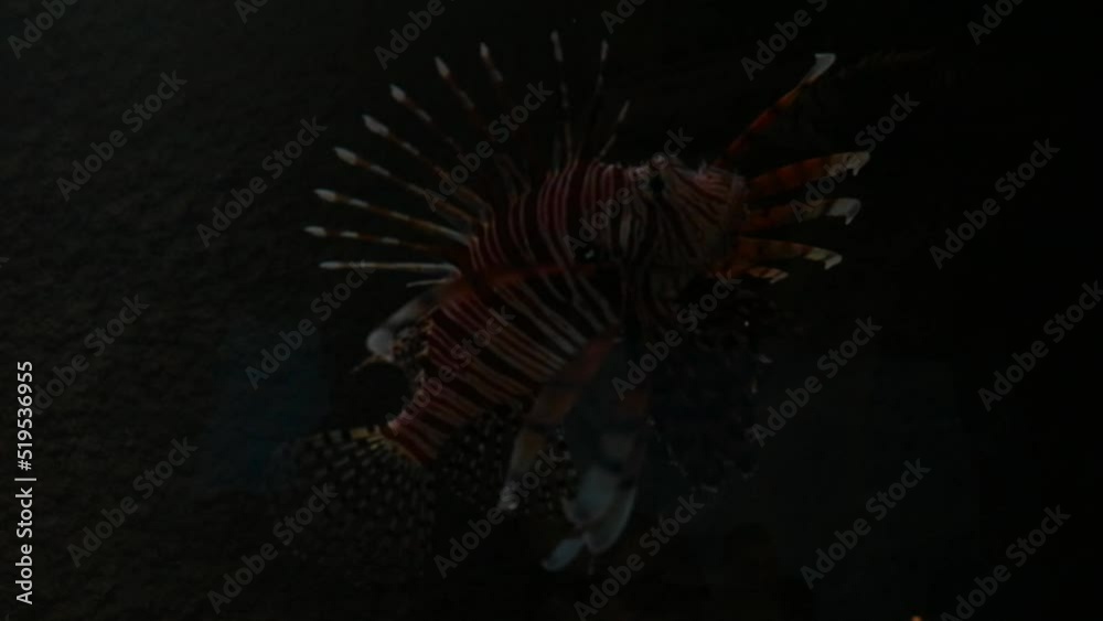 Floating poisonous lionfish in a marine aquarium on a black background ...