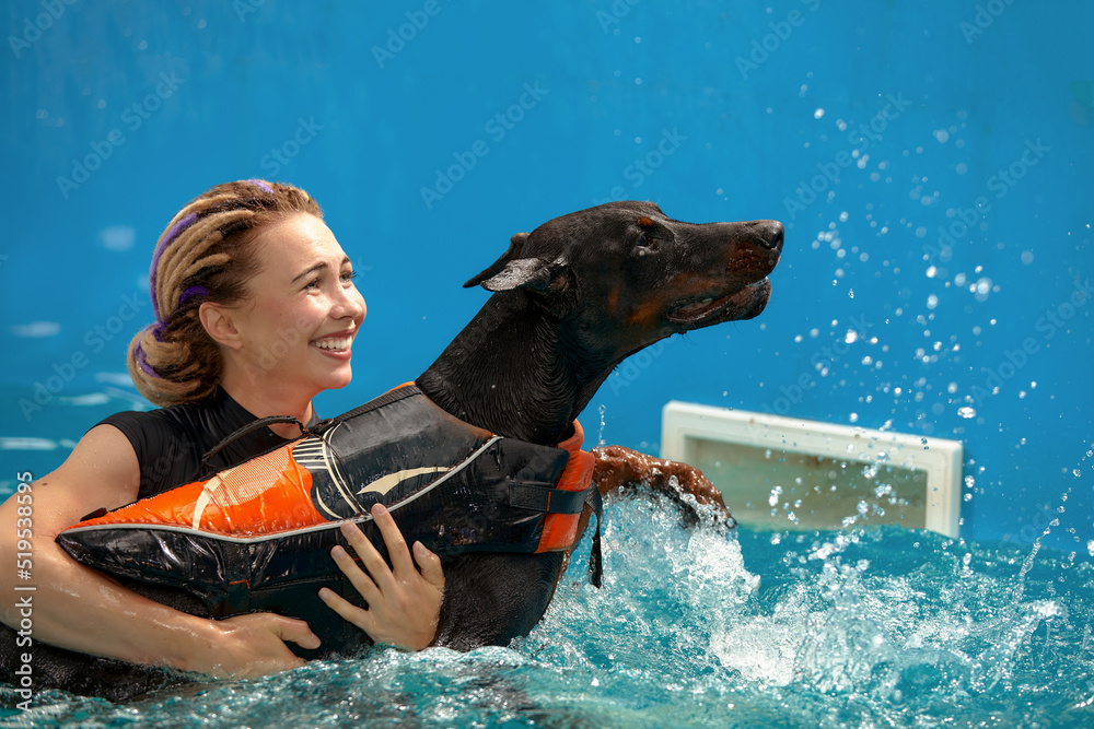 Dog in life jacket swim in the swimming pool with coach. Pet ...