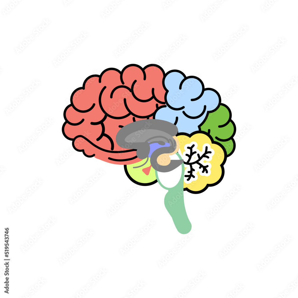 human brain, internal organs anatomy body part nervous system, vector ...