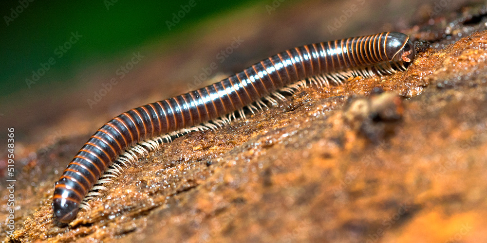 Millipede, Diplopoda, Tropical Rainforest, Marino Ballena National Park ...